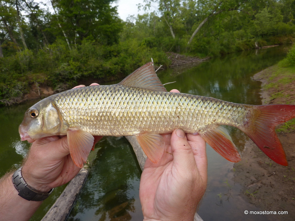 Shorthead redhorse (Moxostoma macrolepidotum), Burnett County, WI, 8/12 ...