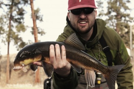 Largescale Suckers on the Fly, Montana, January – moxostoma