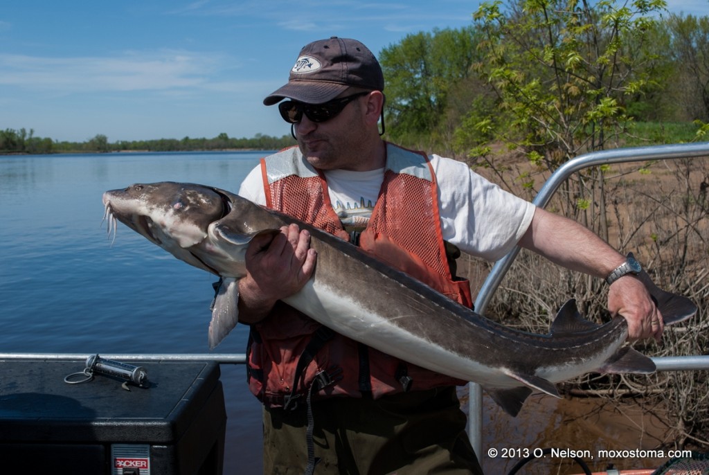 A blue sucker in the hand is worth 100 in books – moxostoma
