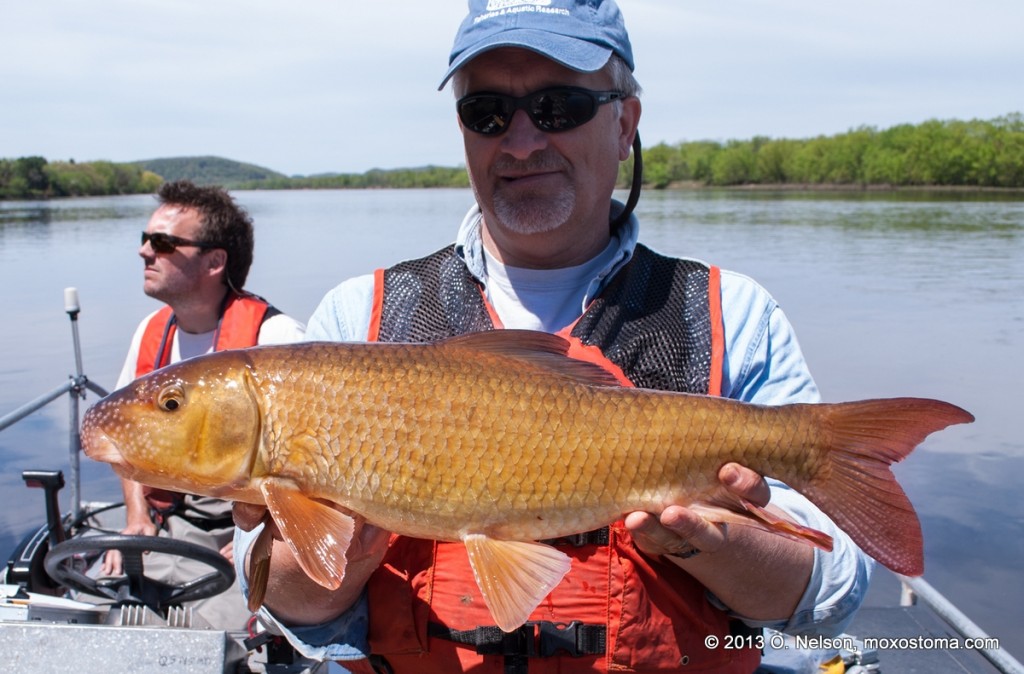 John Lyons with a tuberculate river redhorse (Moxostoma carinatum ...
