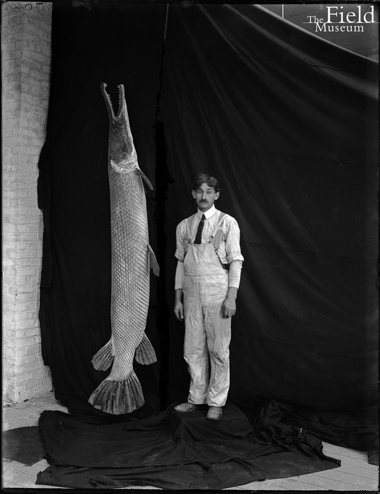 Illinois Gar Summit I, Feb. 2014 – moxostoma