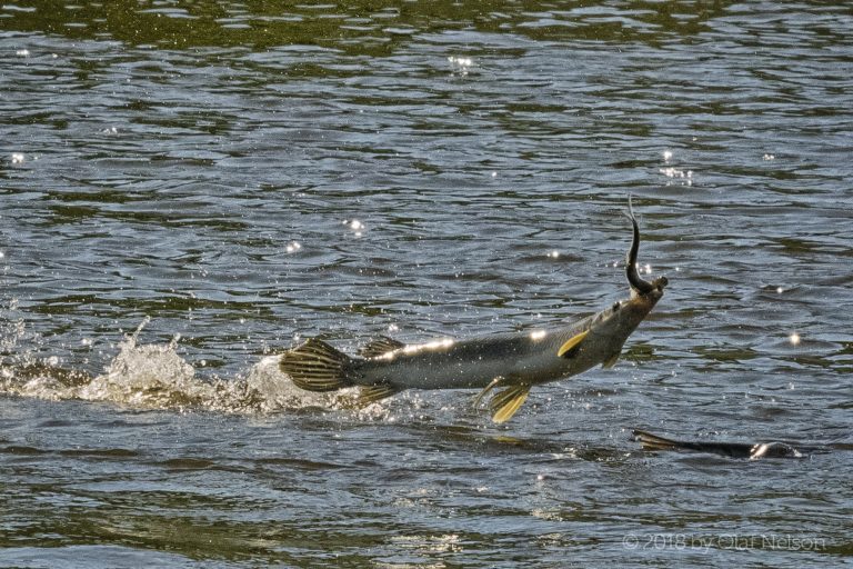gar – moxostoma